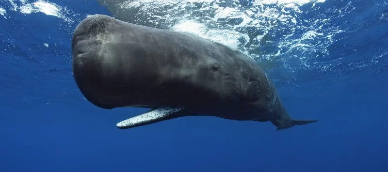 Водный журнал №2 Кашалот (kolyajivoy)